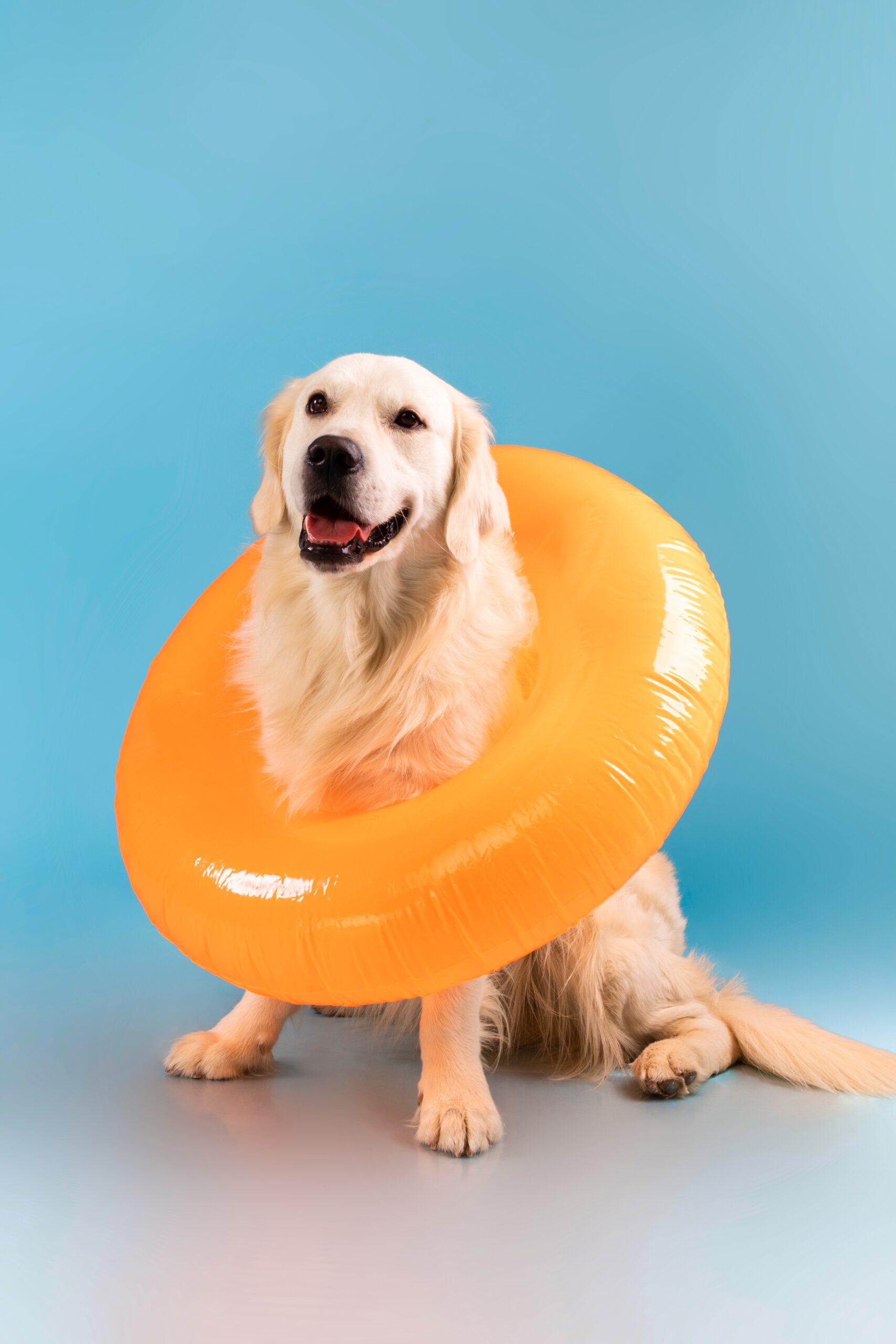Paddlin Paws – Paddlin Paws – Pontefract Canine Hydrotherapy & Physio