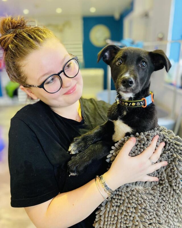 Benefits of Hydrotherapy – Paddlin Paws