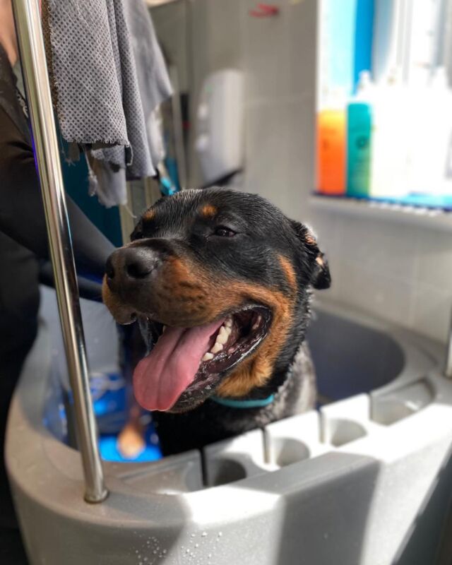 Benefits of Hydrotherapy – Paddlin Paws